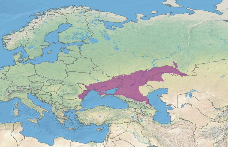 Ukrainians – Who Are They? – Folkdance Footnotes
